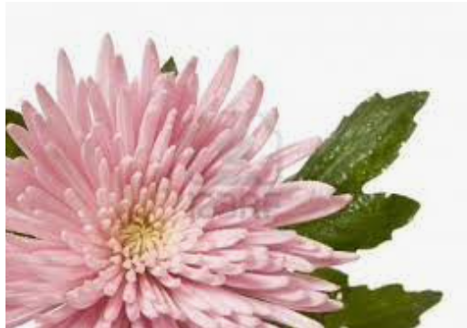 Mum: Fuji: All Colors | Annie's Flower Truck